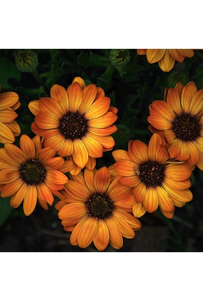 Rüzgar Botanik Bodrum Kahverengi Papatya Saksılı