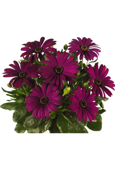 Rüzgar Botanik Bodrum Papatyası Mor Saksılı