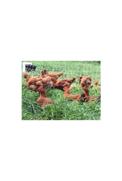 Agrobazaar Gezen Tavuk Yoncası Tohumu 1 kg