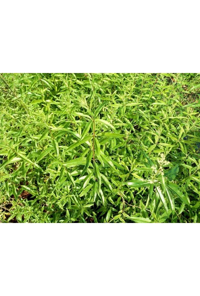 Tunç Botanik Limon Melisa Bitkisi 5 Adet - Melissa Officinalis Tunç Botanik Limon Melisa Bitkisi 5 Adet - Melissa Officinalis