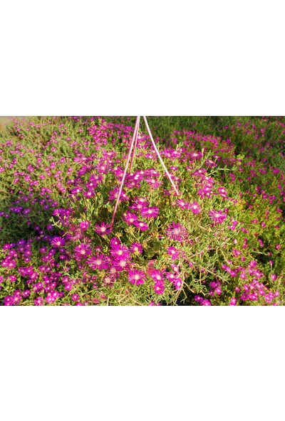 Tunç Botanik Acem Halısı 5 Adet - Pembe Askılı Saksıda Hediyelik Tunç Botanik Acem Halısı 5 Adet - Pembe Askılı Saksıda Hediyelik