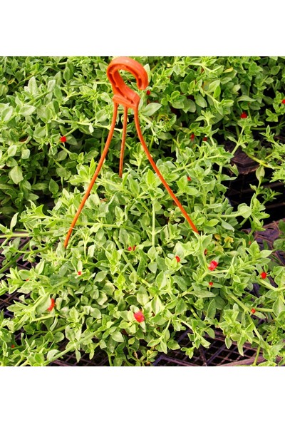 Tunç Botanik Buz Çiçeği 3 Adet - Askılı Saksıda Hediyelik Tunç Botanik Buz Çiçeği 3 Adet - Askılı Saksıda Hediyelik