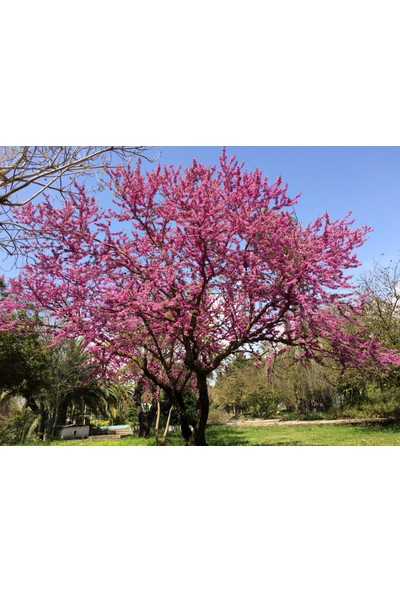 Tunç Botanik Erguvan Fidanı 3 Adet - Cercis Siliquastrum Tunç Botanik Erguvan Fidanı 3 Adet - Cercis Siliquastrum