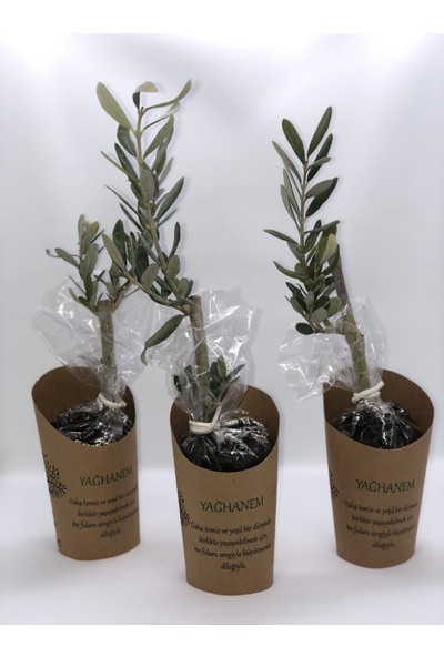 Yağhanem Tüplü Zeytin Fidanı