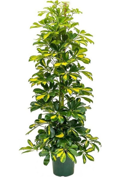 Saksımdaki Dünyam Şeflera Bitkisi 140 150 cm Schefflera Bitkisi 5 Parmak Bitkisi Ev Bitkisi Ofis Bitkisi Salon Bitkisi Saksımdaki Dünyam Şeflera Bitkisi 140 150 cm Schefflera Bitkisi 5 Parmak Bitkisi Ev Bitkisi Ofis Bitkisi Salon Bitkisi