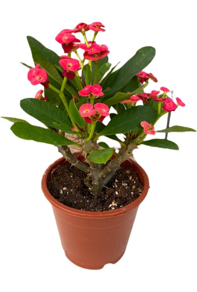 Bitki Fidanım Efhorbia-Dikenler Tacı Çiçeği Kırmızı Bitki Fidanım Efhorbia-Dikenler Tacı Çiçeği Kırmızı