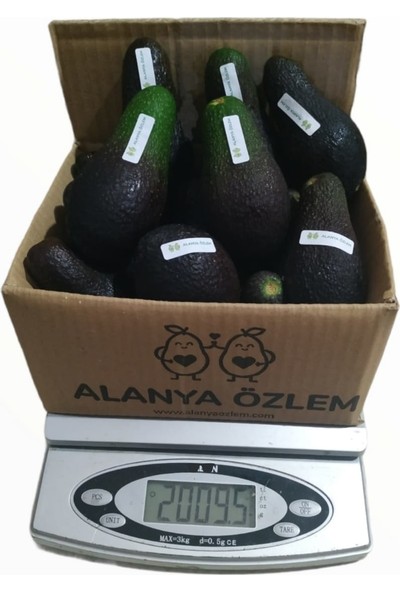 Alanya Özlem Avokado Dalından 2 kg ( 8-20 Adet Arası)