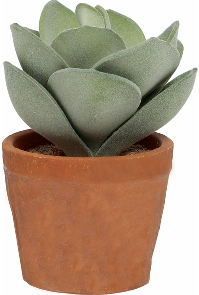 Yargıcı Dekoratif Bitki - Sukulent 8,5 x 13 cm