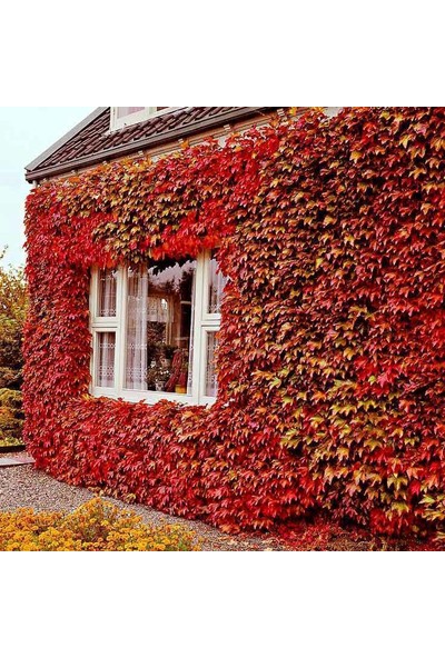 Fidan Avm Amerikan Sarmaşığı, Dev Boy, +150 Cm, Saksıda (Parthenocissus Quinquefolia)