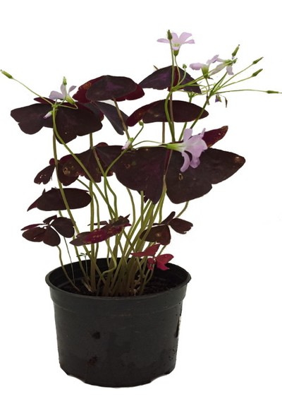 Palmiye Oxalis - Süs Yoncası - 12 cm Plastik Saksıda