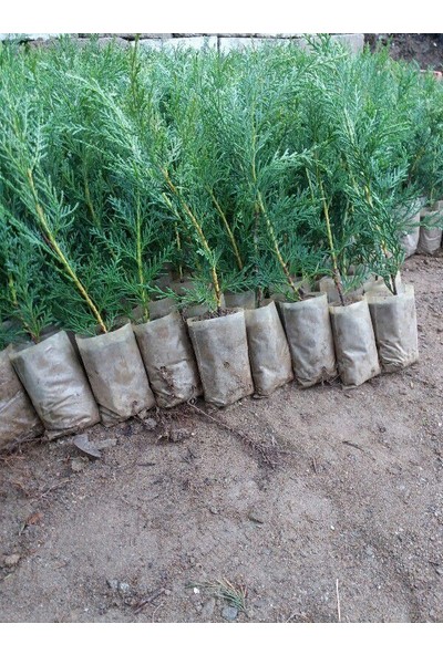 Lala Ahmet Botanik Üreticiden (40 Adet) Tüplü Leylandi Fidanı (Çit Çamı) 15-30 Cm. Lala Ahmet Botanik Üreticiden (40 Adet) Tüplü Leylandi Fidanı (Çit Çamı) 15-30 Cm.