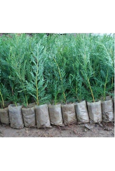 Lala Ahmet Botanik 40 Adet Küçük Torbada Leylandi Fidanı (Çit Çamı) 15-25CM. Yetiştirmek Için Lala Ahmet Botanik 40 Adet Küçük Torbada Leylandi Fidanı (Çit Çamı) 15-25CM. Yetiştirmek Için