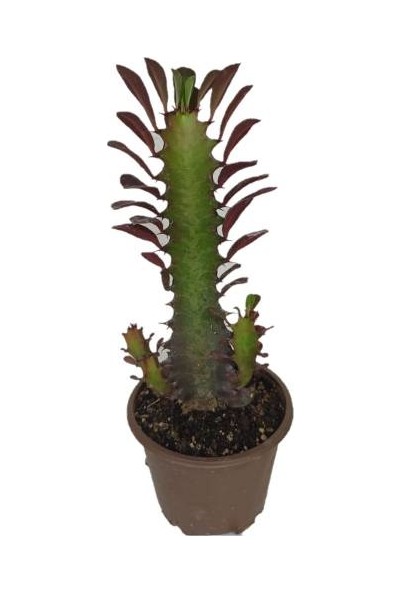 Euphorbia Trigona Rubra Kaktüs Kırmızı Süt Ağacı 1 Lt Sak Sı Içinde Euphorbia Trigona Rubra Kaktüs Kırmızı Süt Ağacı 1 Lt Sak Sı Içinde