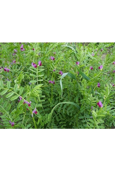 Agrobazaar Macar Fiğ Macar Fig Tohumu 1 kg