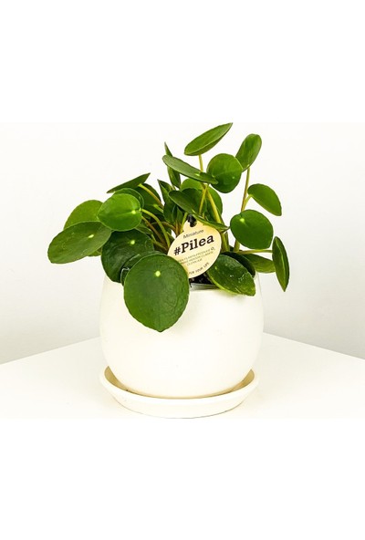 Baby Pilea Curvy Saksılı - Mini Çin Para Bitkisi