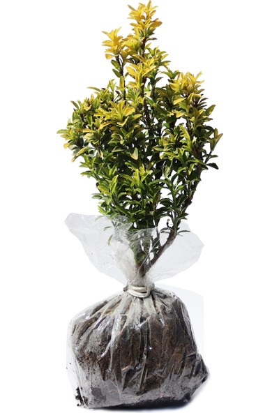 Fideland Sade Altuni Çıtır Taflan 25'li