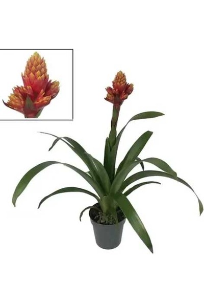 Palmiye Guzmania Torch Guzmanya Torç Palmiye Guzmania Torch Guzmanya Torç