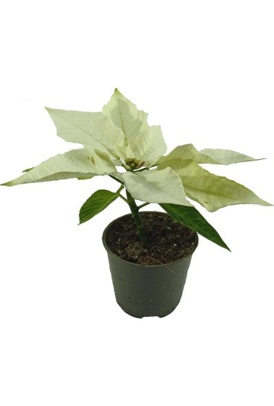 Palmiye Ponsetya Beyaz Atatürk Çiçeği 5,5 cm Plastik Saksıda