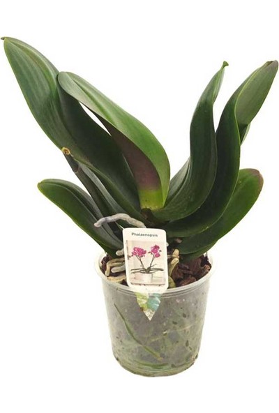 Palmiye Çiçeksiz Orkide Fidesi 12 cm Saksıda