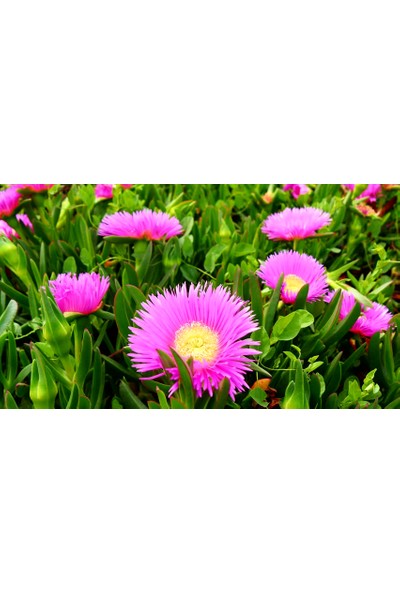 Tunç Botanik Kaz Ayağı 45 Adet - Mezarlık Kabir Bitkisi