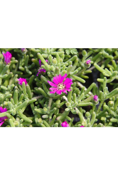 Tunç Botanik Acem Halısı 90 Adet - Mezarlık Kabir Çiçeği