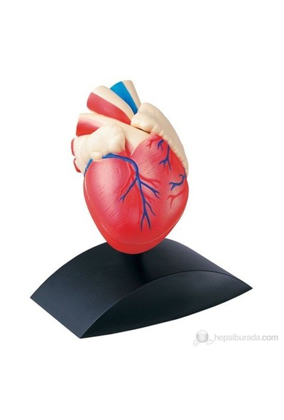 Kalp Modeli (1X1)
