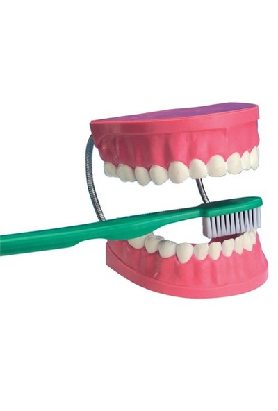 Eduscience Diş Fırçalama