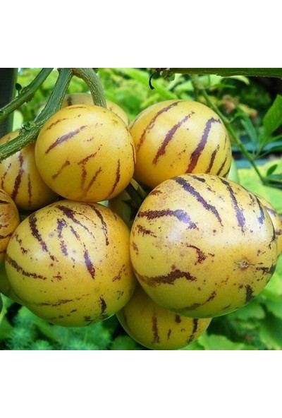 Net Tarım Saksıda Tropikal Kavun Aromalı Papino Fidanı 4'lü