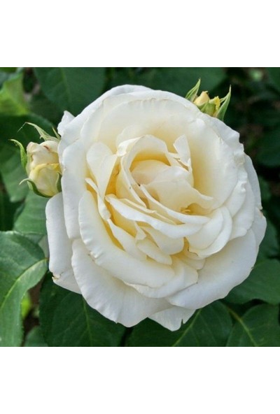 Fidan Sepetim Chopin Gül Fidanı Beyaz