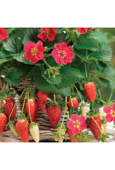 Farm Life Yediveren Sarmaşık Çilek Tohumu 100 Adet Farm Life Yediveren Sarmaşık Çilek Tohumu 100 Adet