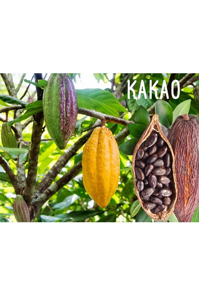 Farm Life Organik Kakao Ağacı Tohumu Farm Life Organik Kakao Ağacı Tohumu