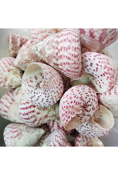 Gerçek Deniz Kabuğu 250 gr Paket Troca Strawberry Gerçek Deniz Kabuğu 250 gr Paket Troca Strawberry