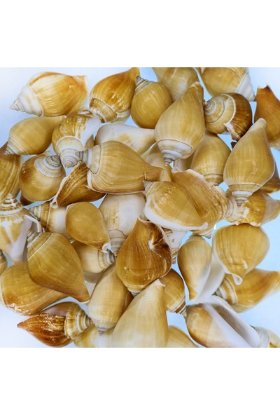 Gerçek Deniz Kabuğu 250 gr Paket Strombus Canarıum