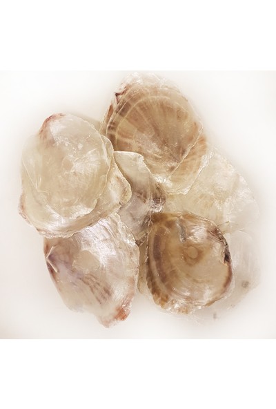 Gerçek Deniz Kabuğu 250 gr Paket Placuna (Kg)