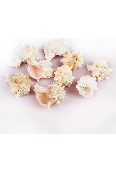 Gerçek Deniz Kabuğu 250 gr Paket Pınk Murex