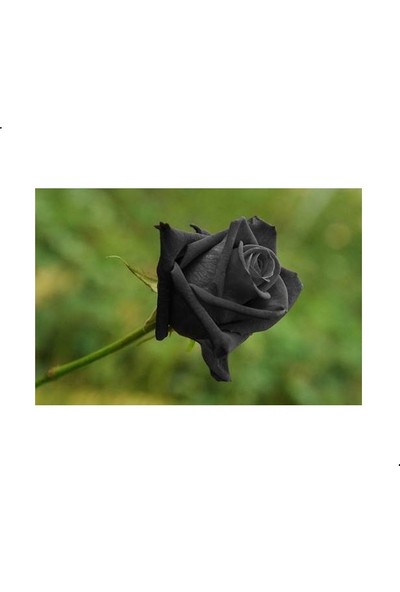 Gül Siyah Gül Fidanı 100 cm