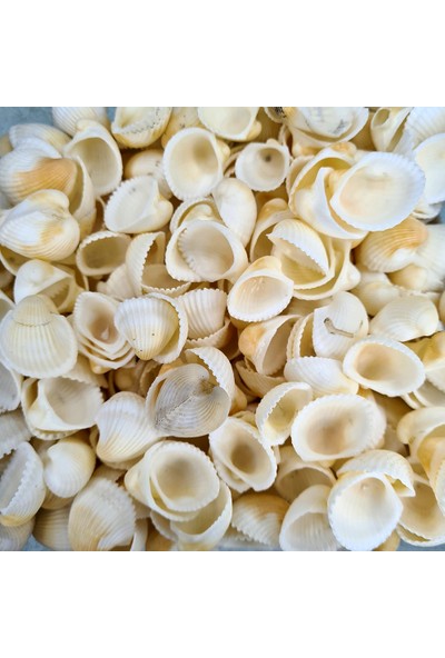 Gerçek Deniz Kabuğu 250 gr Paket Clam Rose Cochles Renkli Gerçek Deniz Kabuğu 250 gr Paket Clam Rose Cochles Renkli