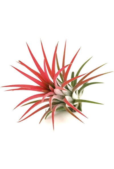 Hava Bitkisi Tillandsia Ionantha Red