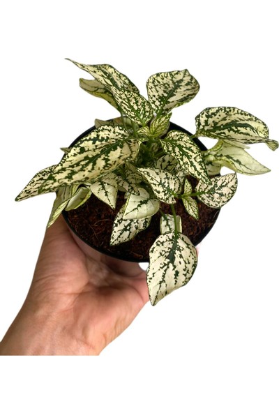 Bitki Fidanım Hostes Çiçeği (Hypoestes) Çilli Yaprak Çiçeği Beyaz Puantiyeli