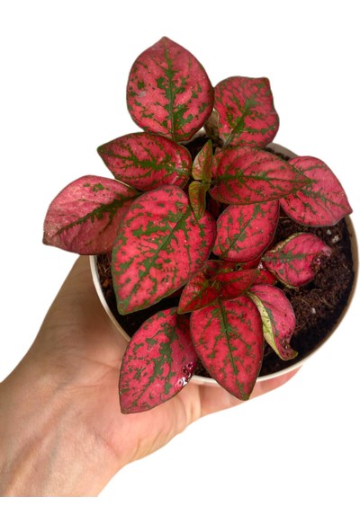 Bitki Fidanım Hostes Çiçeği (Hypoestes) Çilli Yaprak Çiçeği Kırmızı Puantiyeli Bitki Fidanım Hostes Çiçeği (Hypoestes) Çilli Yaprak Çiçeği Kırmızı Puantiyeli