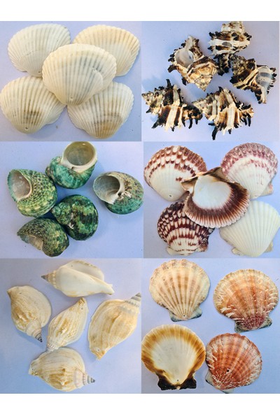 Delikli Deniz Kabuğu Seti 30 Adet Delikli Deniz Kabuğu Seti 30 Adet