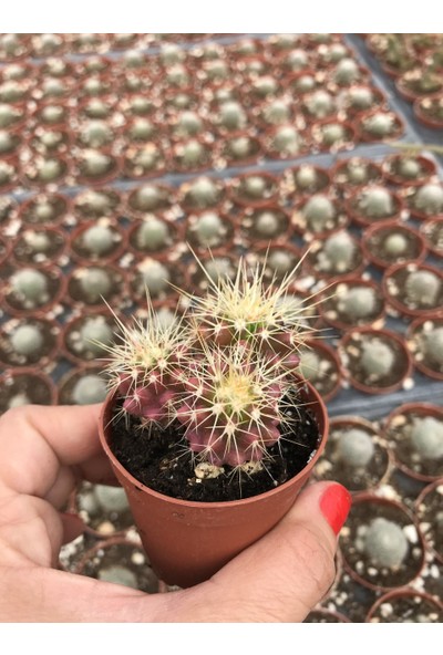 Ünal Kaktüs Echinocactus Grusonii 3lü (Kaktüs)