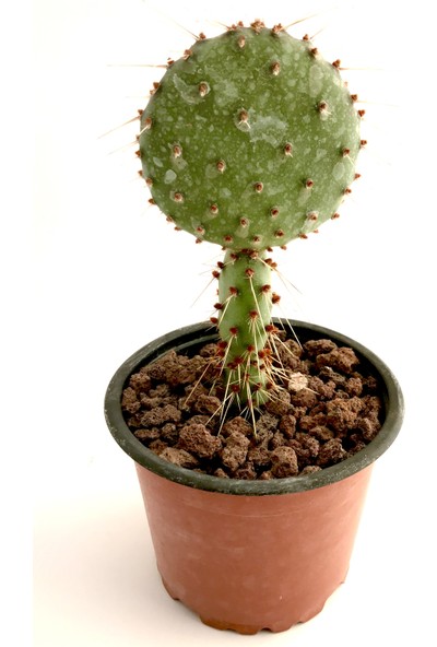 Ünal Kaktüs Opuntia Santarita 8,5 Cm(Kaktüs) Ünal Kaktüs Opuntia Santarita 8,5 Cm(Kaktüs)