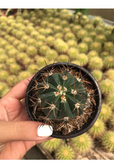 Ünal Kaktüs Melocactus Matanzanus 8,5 cm (Kaktüs)