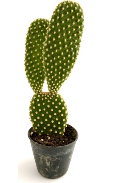 Ünal Kaktüs Opuntia Microdasys (Kaktüs) Ünal Kaktüs Opuntia Microdasys (Kaktüs)