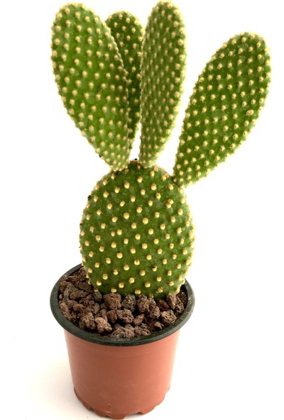 Ünal Kaktüs Opuntia Microdasys 8.5 cm (Kaktüs) Ünal Kaktüs Opuntia Microdasys 8.5 cm (Kaktüs)