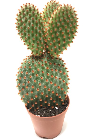 Ünal Kaktüs Opuntia Microdasys Rufida (Kaktüs) Ünal Kaktüs Opuntia Microdasys Rufida (Kaktüs)