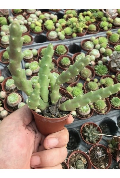 Ünal Kaktüs Stapelia Variegata (Sukulent) Ünal Kaktüs Stapelia Variegata (Sukulent)