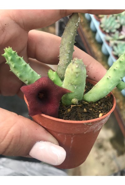 Ünal Kaktüs Huernia Pendula (Sukulent) Ünal Kaktüs Huernia Pendula (Sukulent)