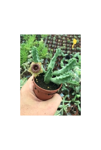 Ünal Kaktüs Huernia Zebrina (Sukulent)